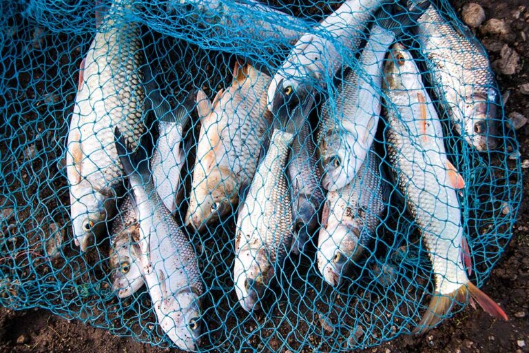 Best Fish Market Options in Qatar - Property Finder Qatar Blog