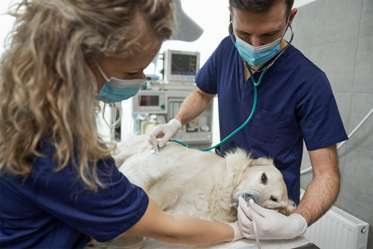 Top Vet Clinics in Doha: Location, Services and More