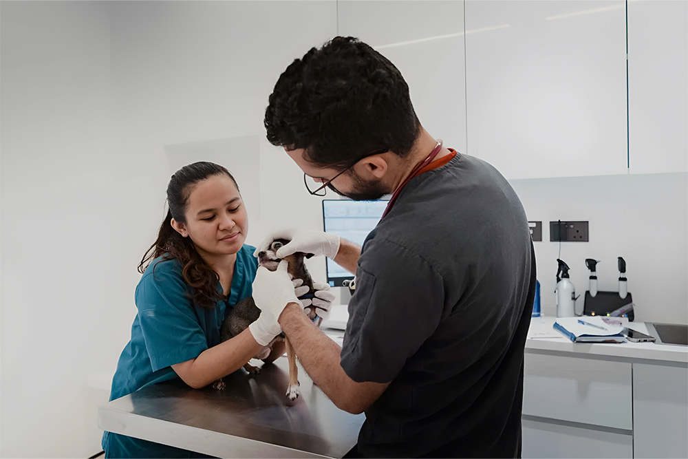 Top Vet Clinics in Doha: Location, Services and More