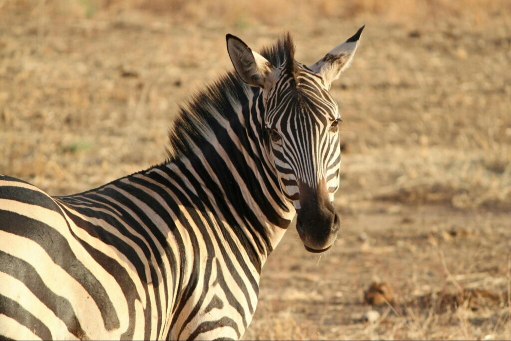 Al Khor Zoo & Family Park Guide | Top Outdoor Destination in Qatar